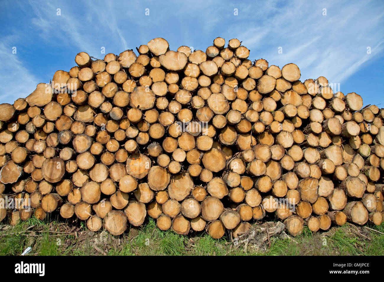 End Of Logs Stock Photos & End Of Logs Stock Images - Alamy