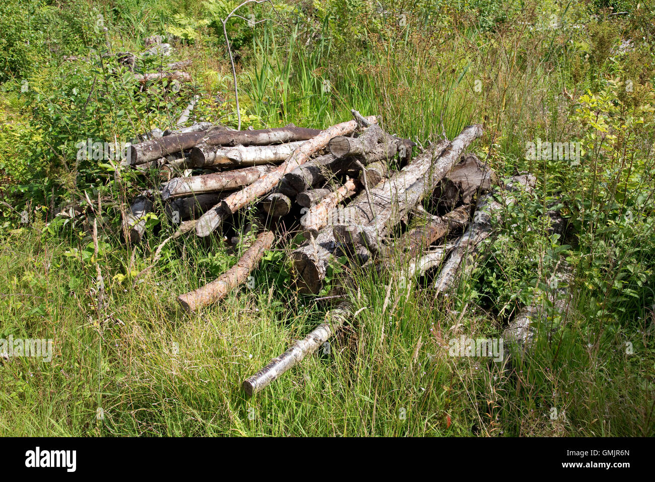 Pile of rotting logs provides habitat for insects Ynys-hir nature ...