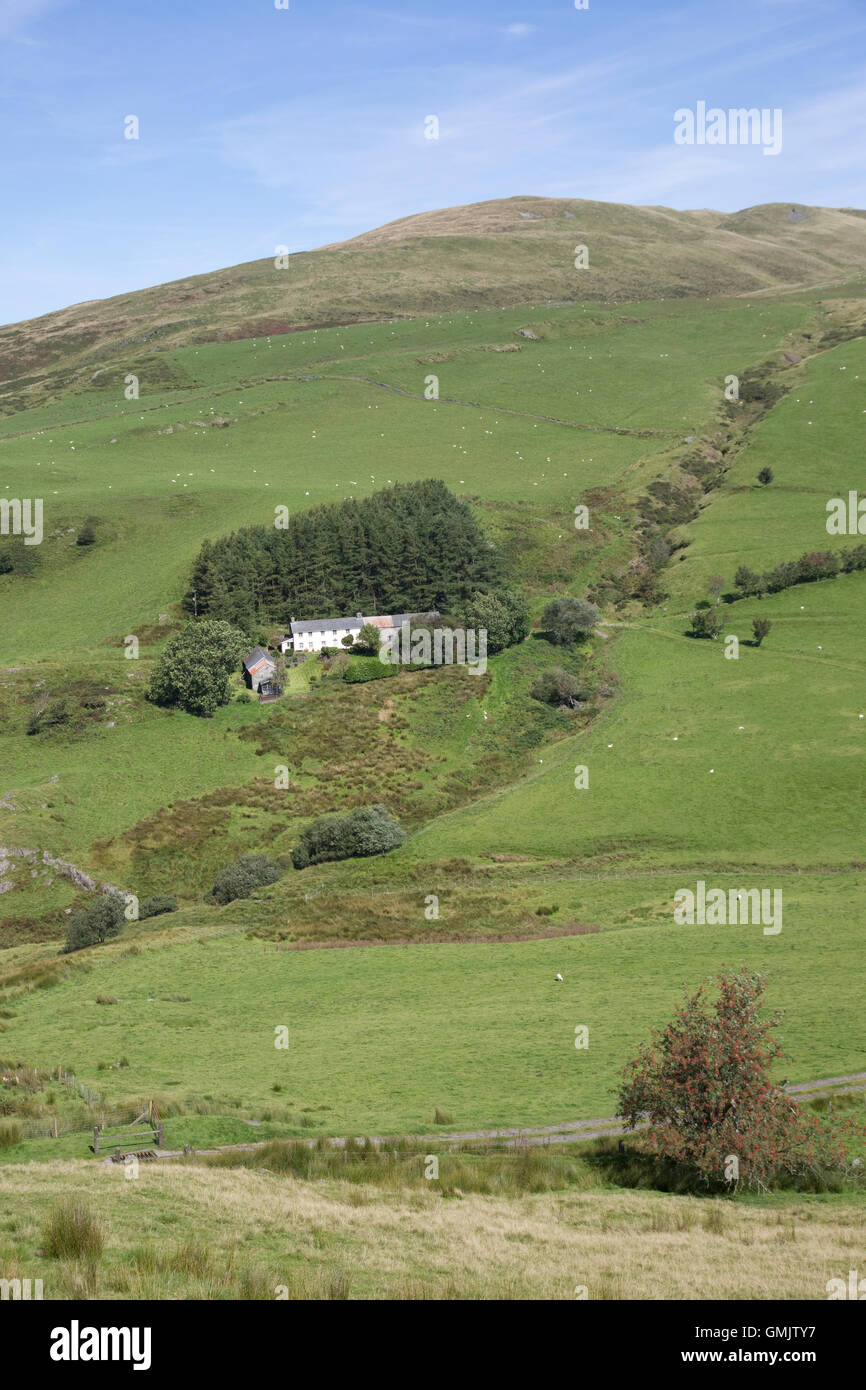 Small Welsh hill farm in mountains near Pantglas Ceredigion Mid Wales ...