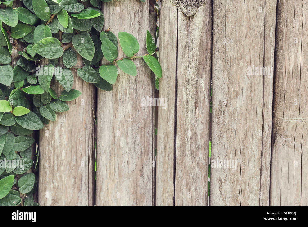 wooden panels with ivy growing Stock Photo - Alamy