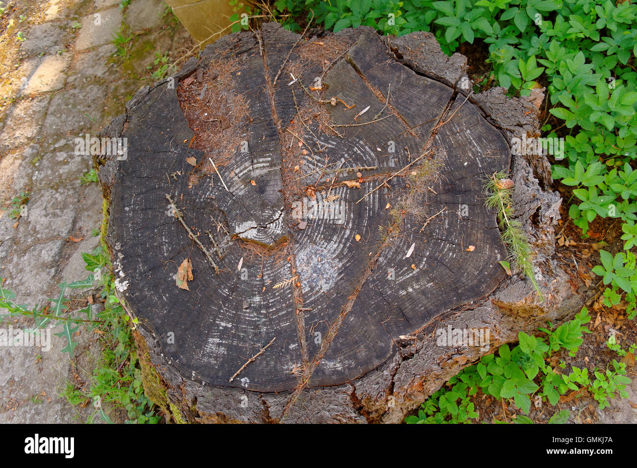 Dirty trunk hi-res stock photography and images - Alamy