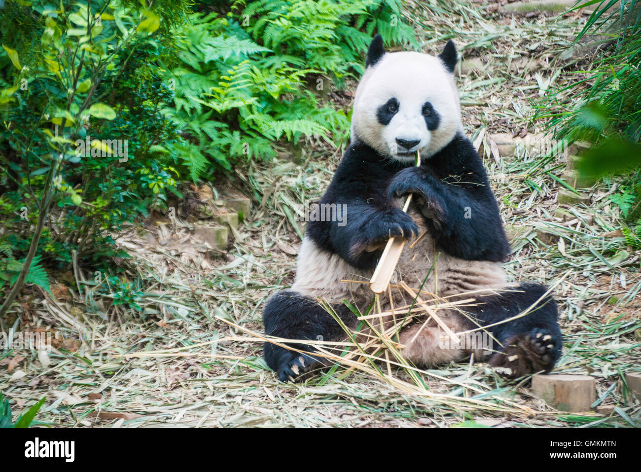 panda eat food Stock Photo - Alamy