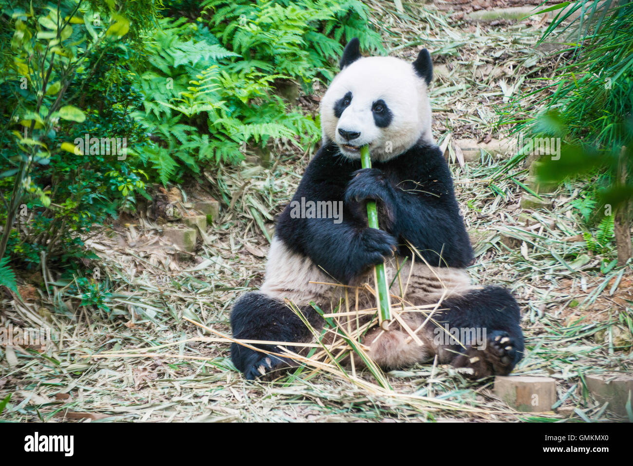 panda eat food Stock Photo - Alamy