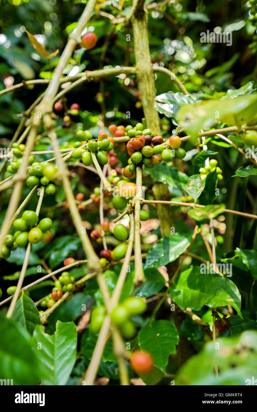 Ripening coffee beans on a tree Stock Photo - Alamy