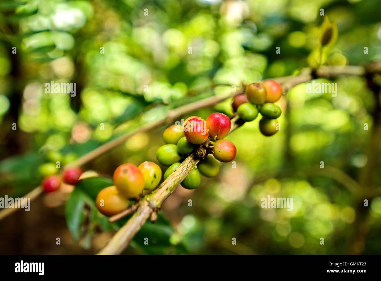 Ripening coffee beans on a tree Stock Photo - Alamy