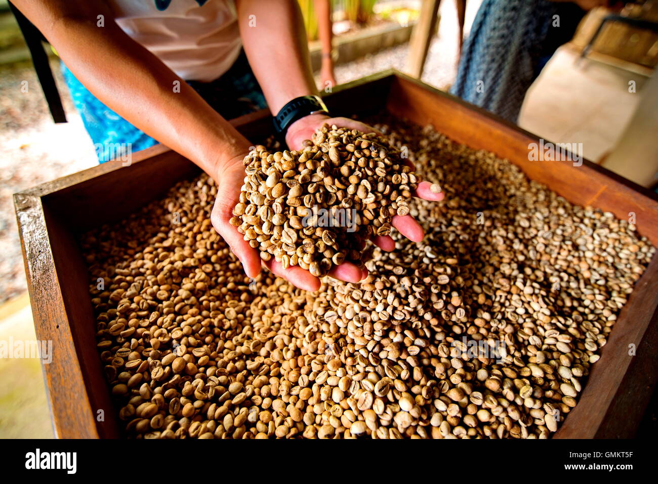 Hand removing coffee beans from the burlap bag Stock Photo - Alamy