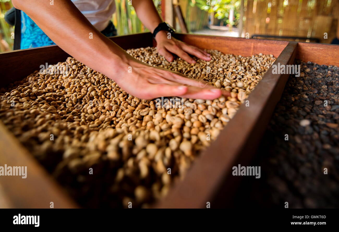 Hand removing coffee beans from the burlap bag Stock Photo - Alamy