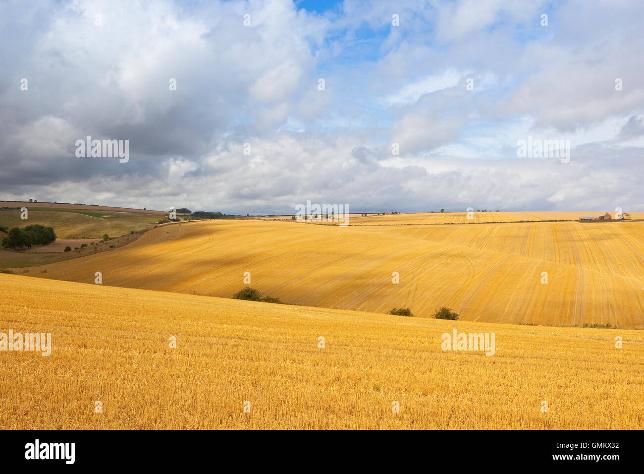 Rolling barley stubble fields on the Yorkshire wolds under a dramatic ...