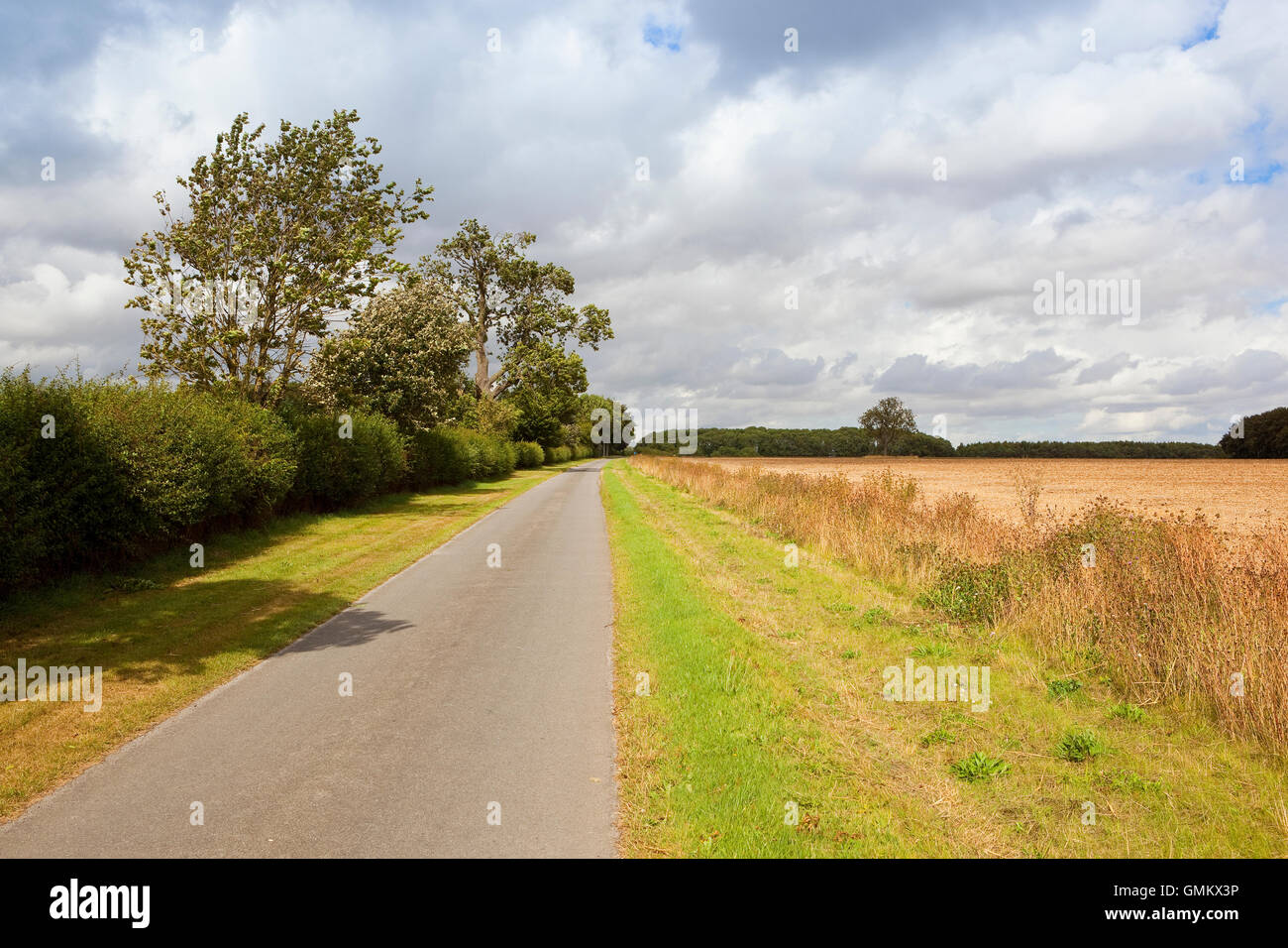 A farm road in the sunshine with trees and hedgerows on the Yorkshire ...