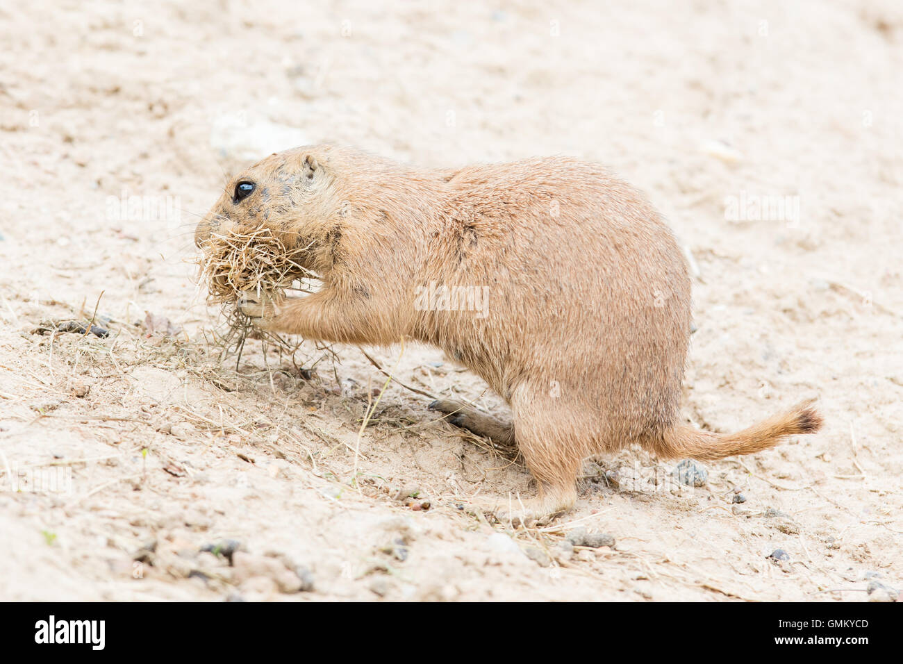 Black-Tailed prairie dog in it's natural habitat, gathering nesting ...