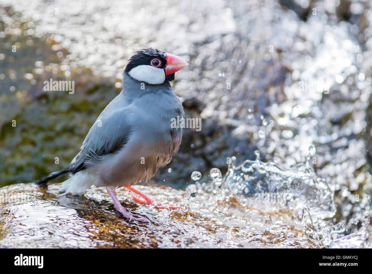Female java sparrow java finch hi-res stock photography and images - Alamy