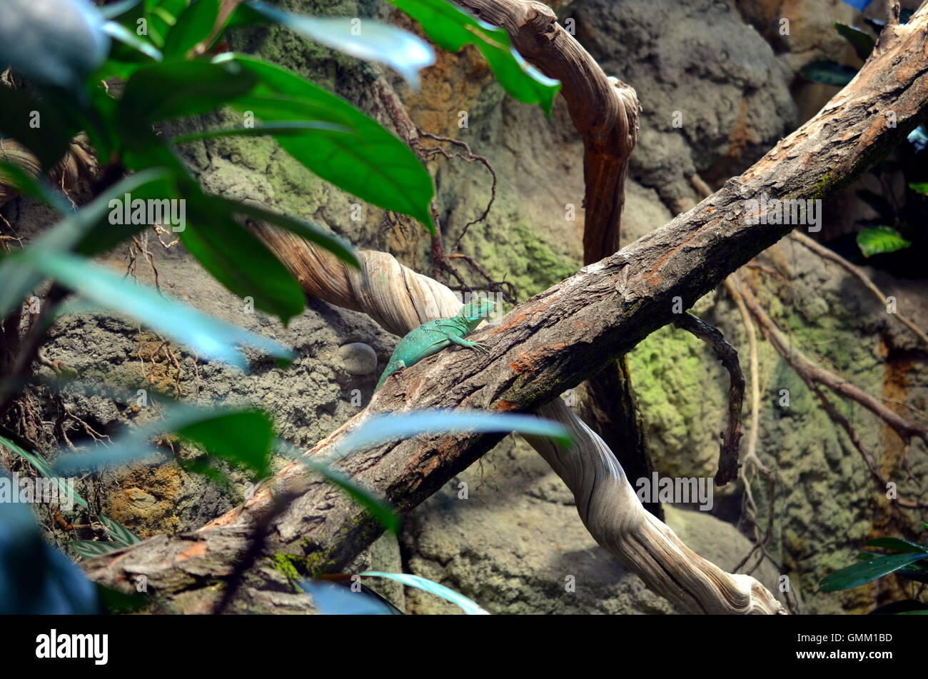 lizard sitting in dry landscape on a tree Stock Photo - Alamy