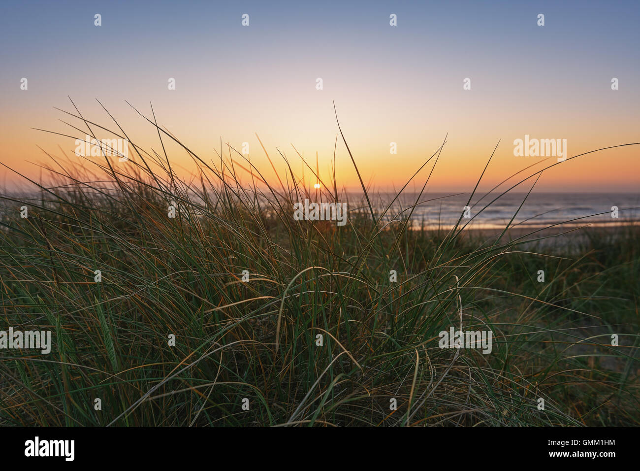 A look at the North Sea by the beach grass during sunset Stock Photo ...