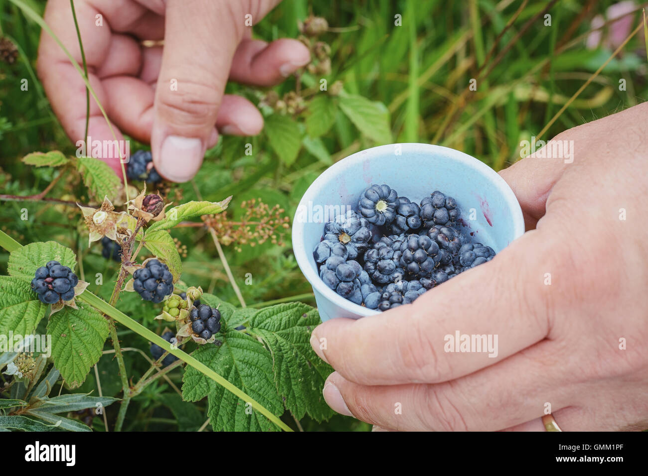 The process of picking blackberries Stock Photo - Alamy