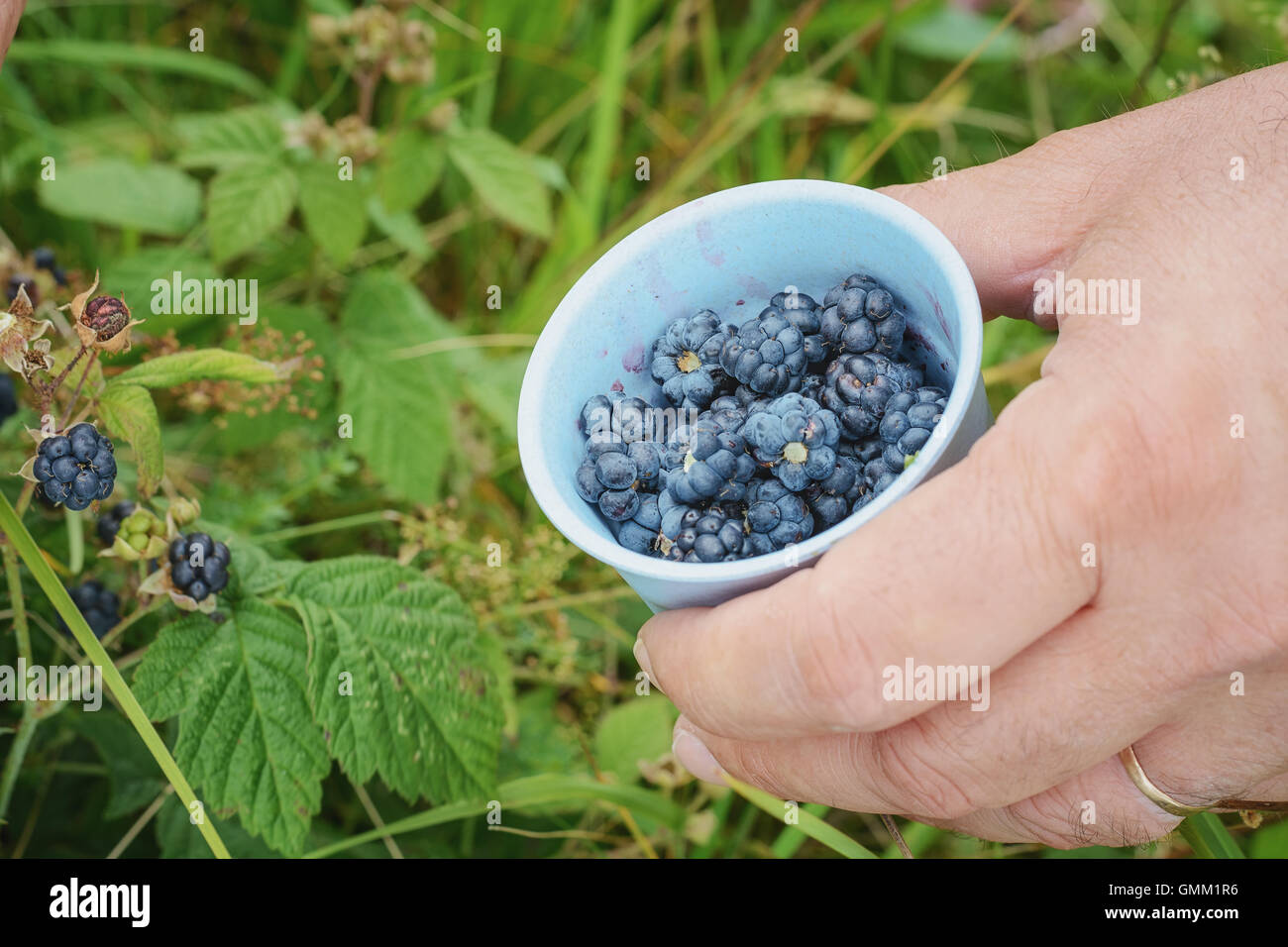 The process of picking blackberries Stock Photo - Alamy