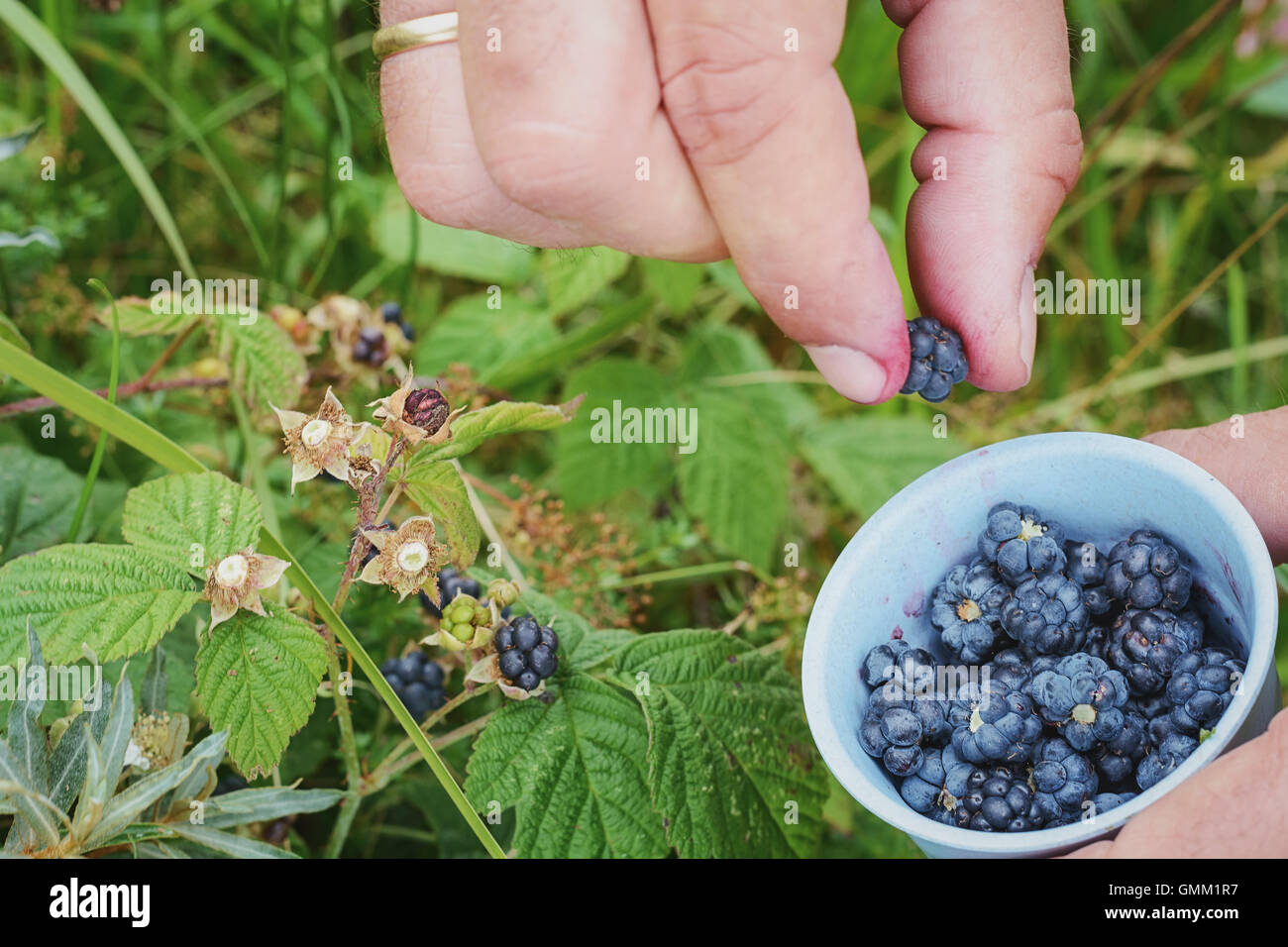 The process of picking blackberries Stock Photo - Alamy