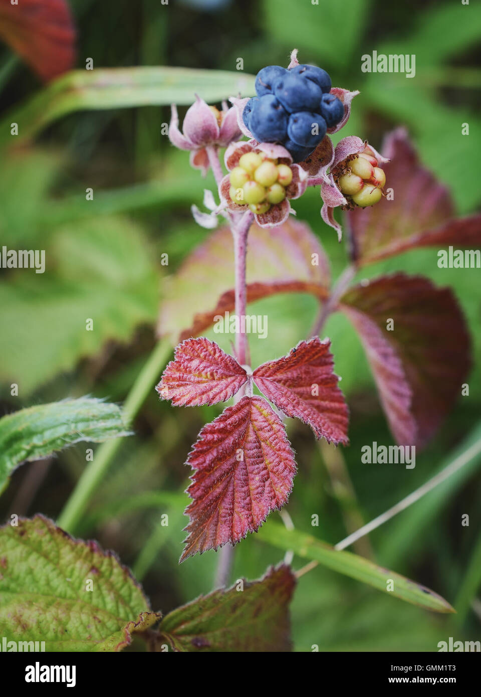 Closeup ripening black raspberries hi-res stock photography and images ...