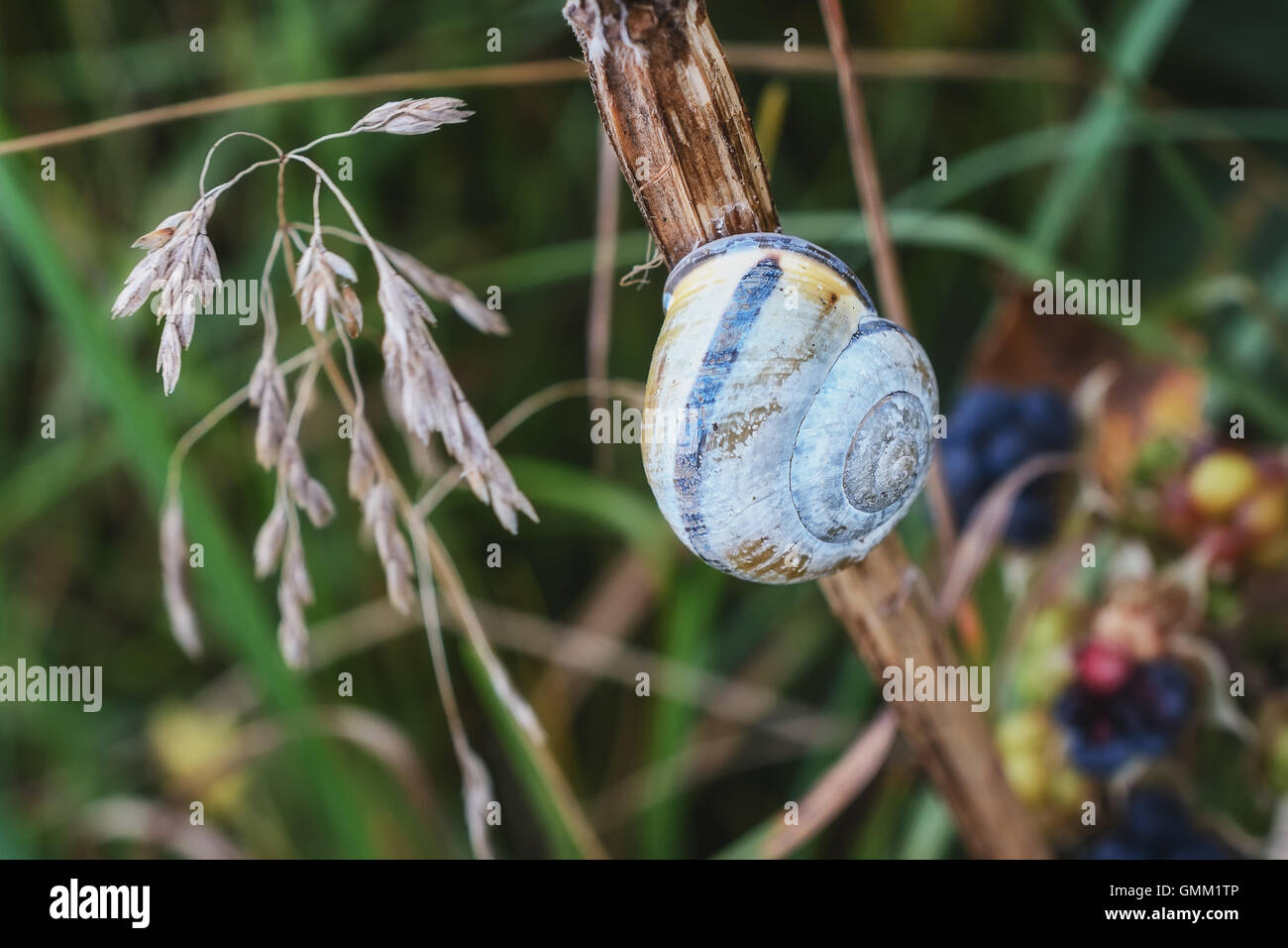 Snail on a dry branch between the grass Stock Photo - Alamy