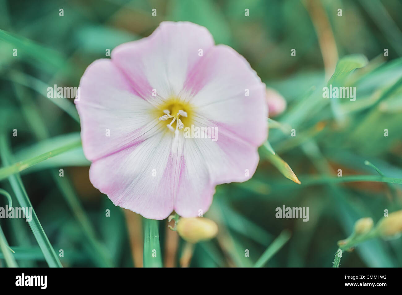 Bindweed flower on a green background Stock Photo - Alamy
