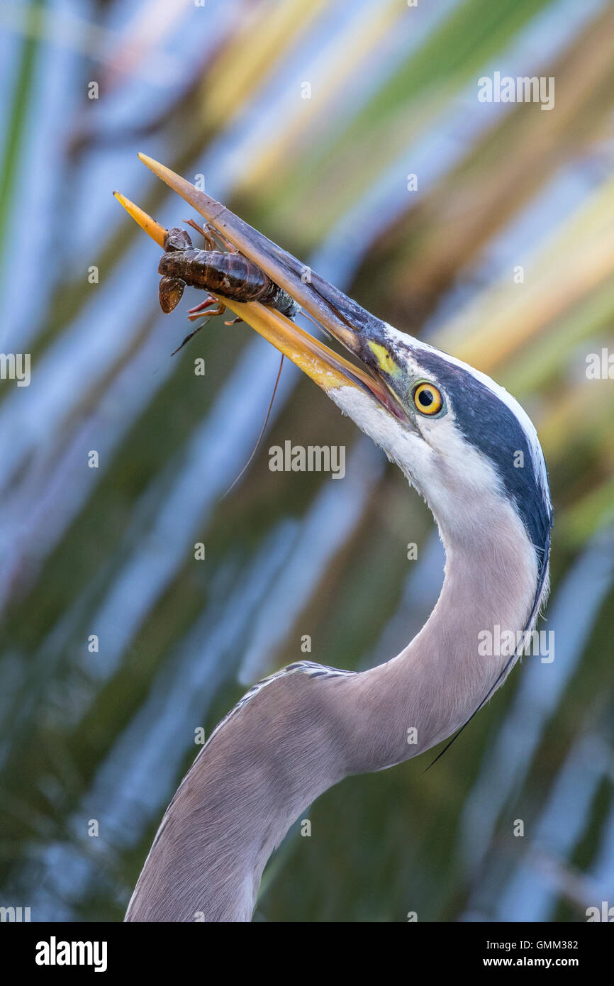 The Great blue heron (Ardea herodias) is a large wading bird in the ...