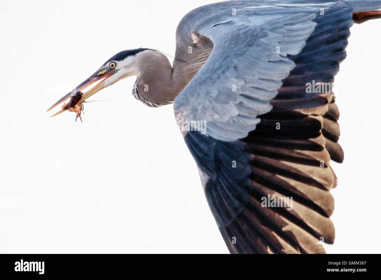 The Great blue heron (Ardea herodias) is a large wading bird in the ...