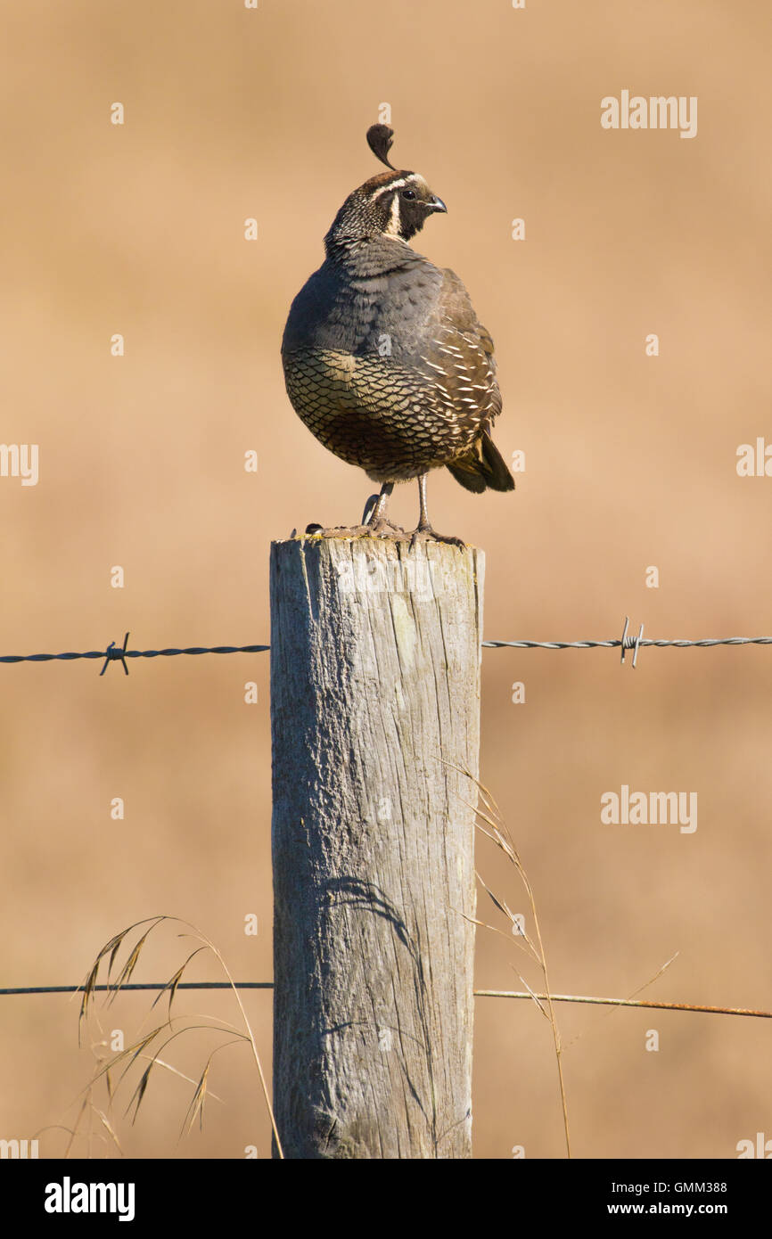 California quail perching on a fence post near Abbott's Lagoon in the ...