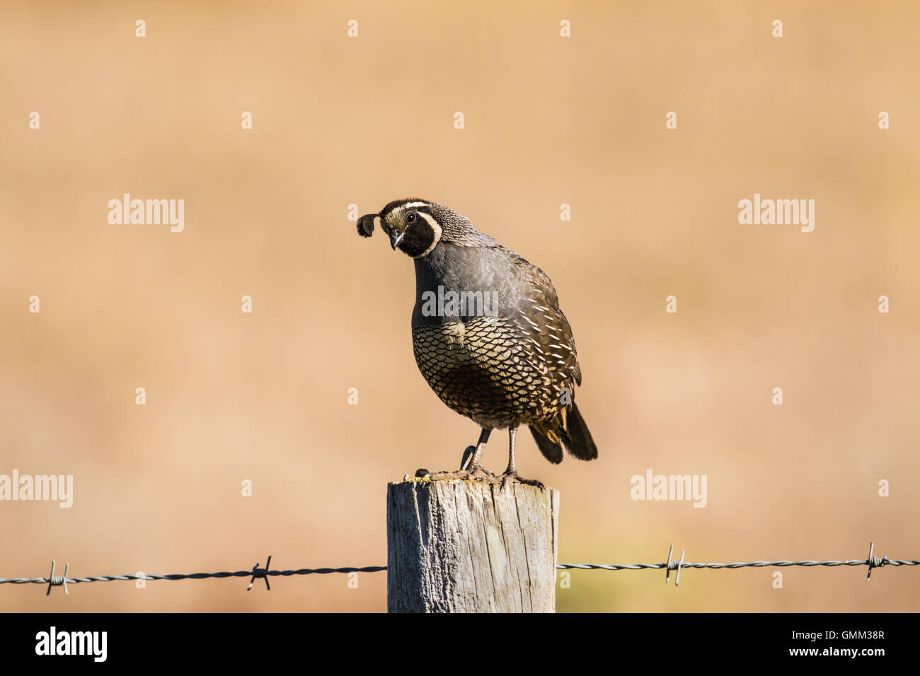 California quail perching on a fence post near Abbott's Lagoon in the ...