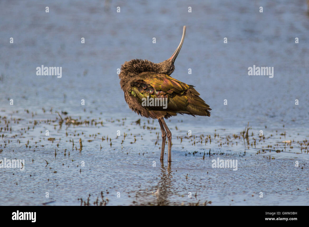 White faced ibis legs hi-res stock photography and images - Alamy