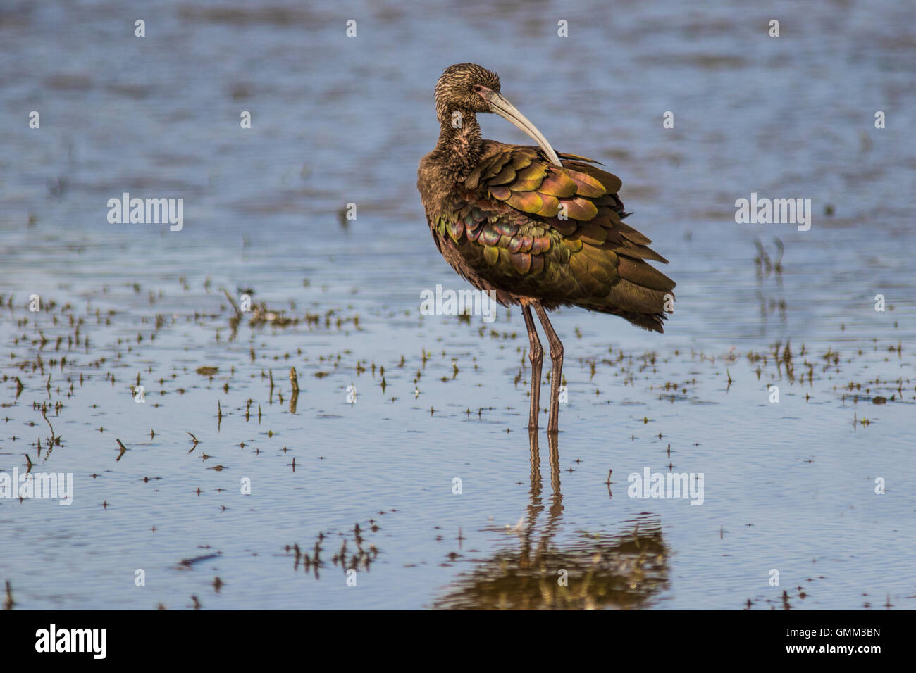 The White-faced Ibis has rich brown plumage with metallic purple ...
