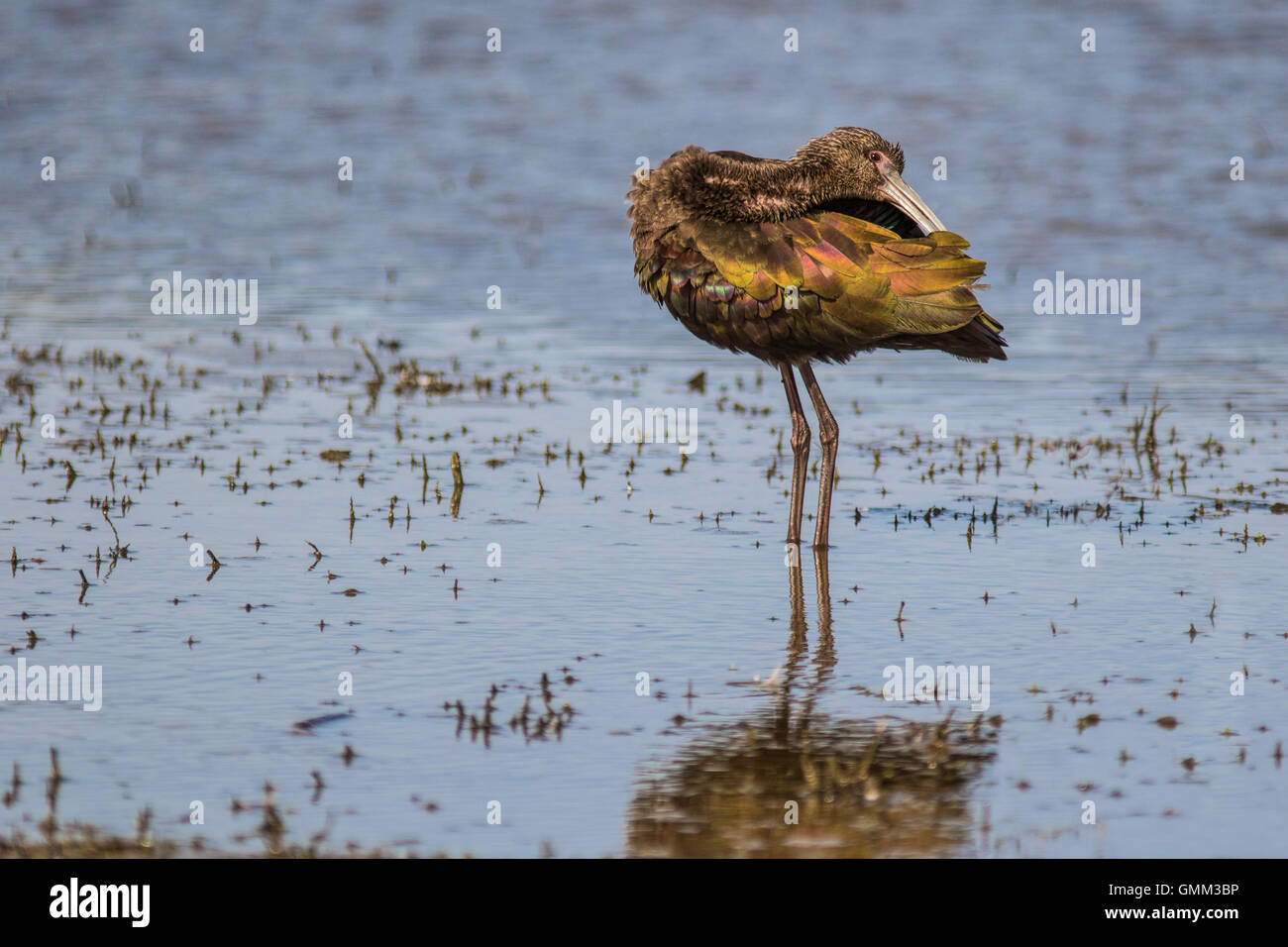 Wetland environments hi-res stock photography and images - Alamy