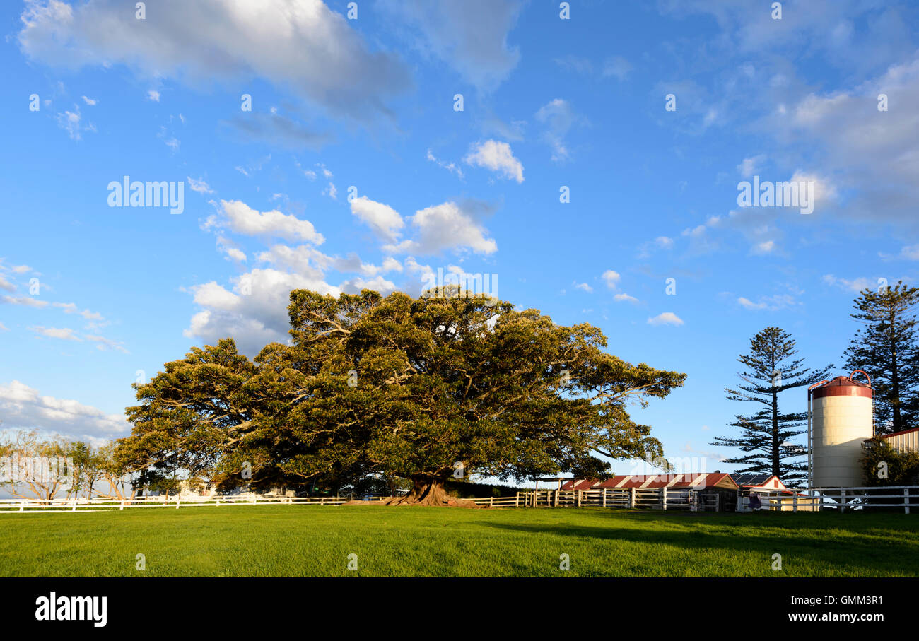 Large Fig Tree by a farm, Saddleback Mountain, Illawarra Region, New ...