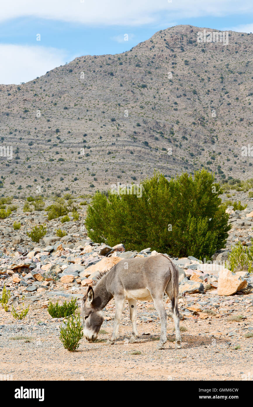 in oman donkey alone near the rock and bush Stock Photo - Alamy