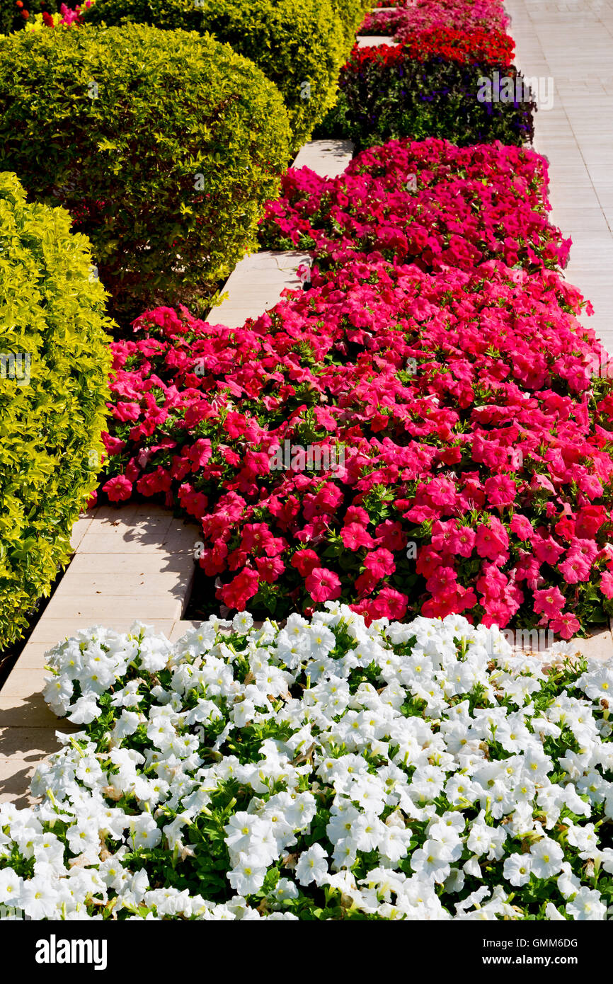 in the spring colors oman flowers and garden Stock Photo - Alamy