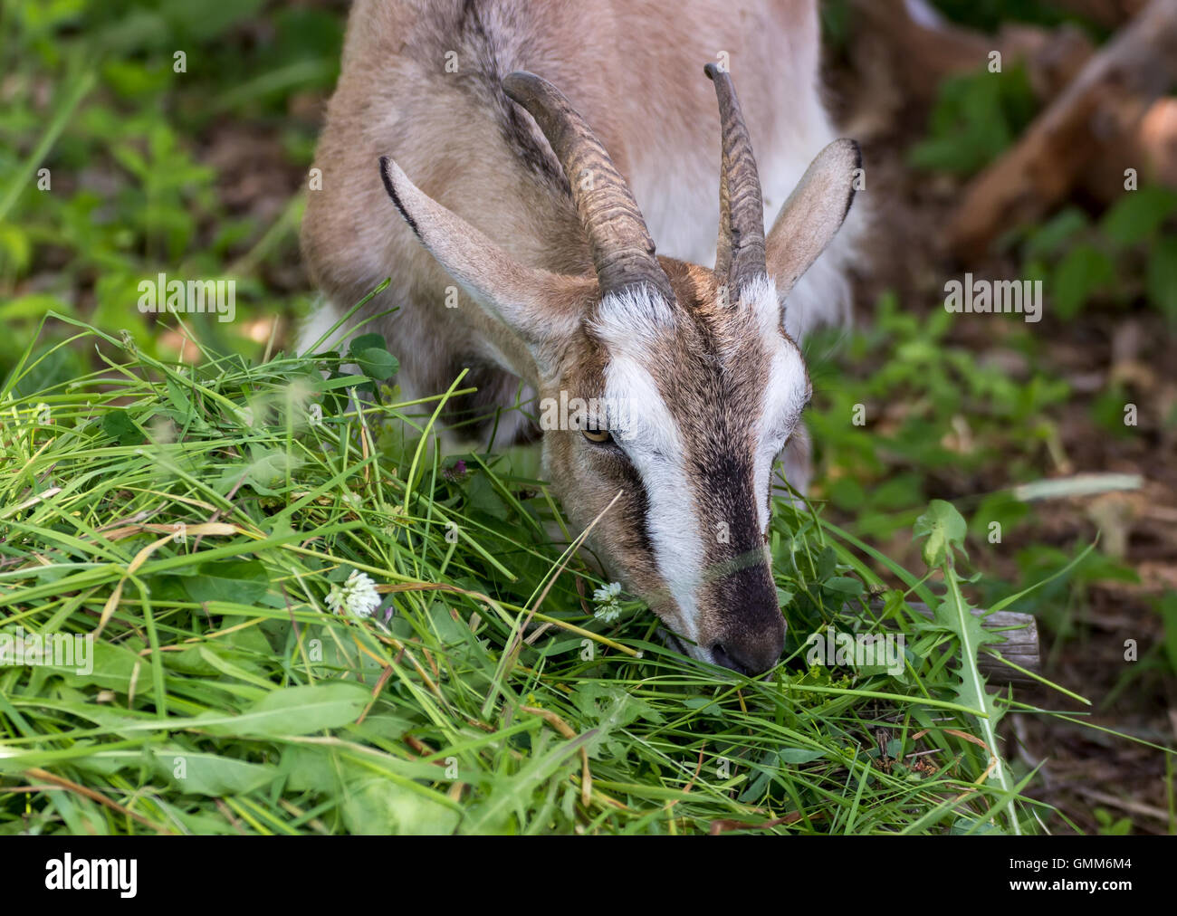 Adult village goat Stock Photo - Alamy