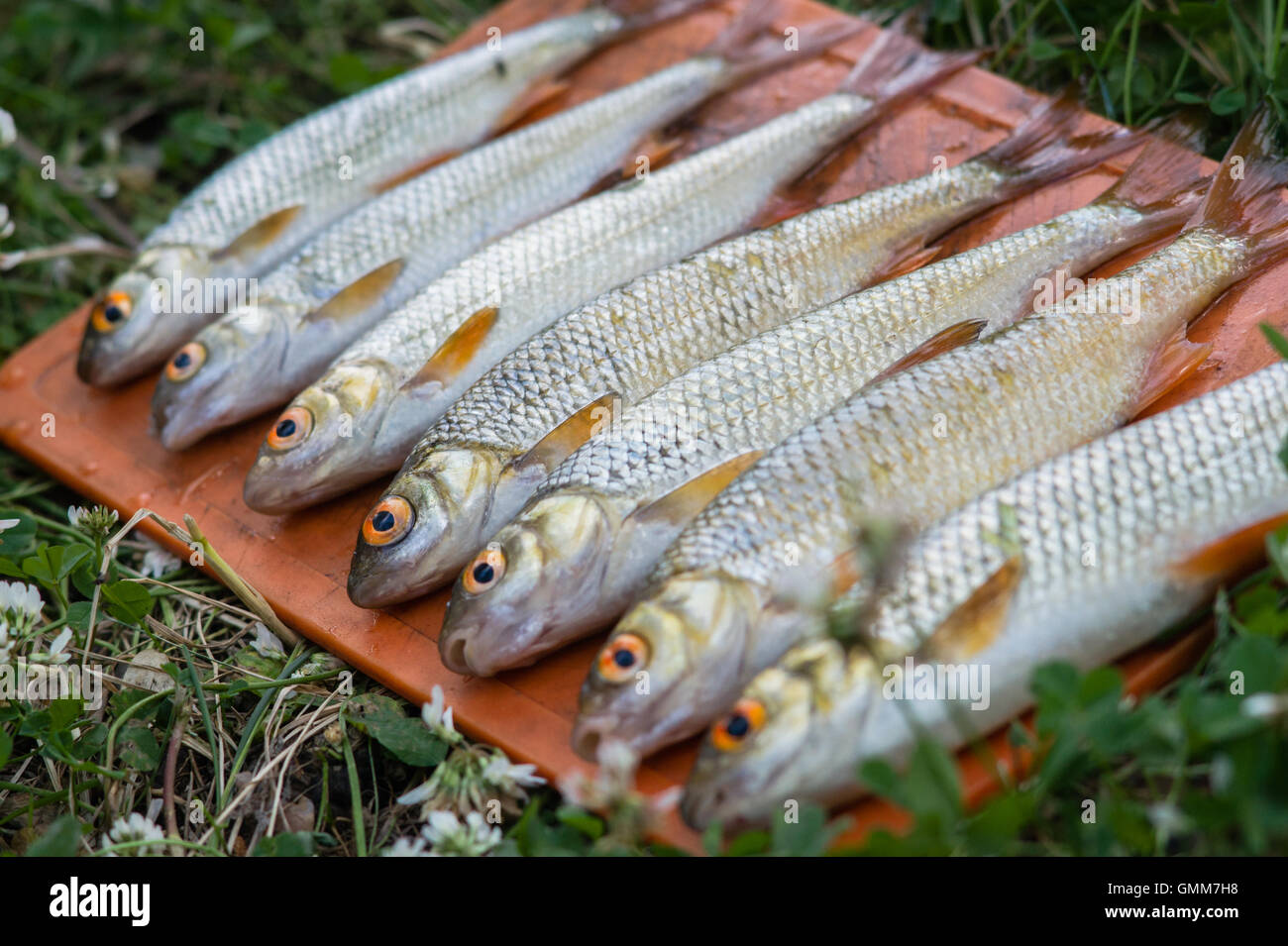 fresh catch of roach fish in forest lake Stock Photo - Alamy