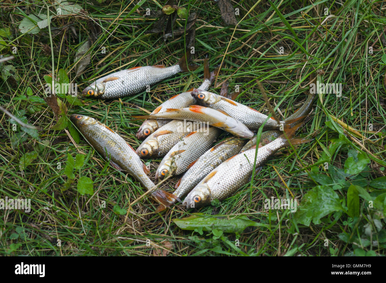 fresh catch of roach fish in forest lake Stock Photo - Alamy