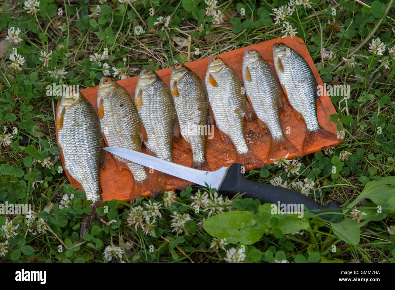 fresh catch of roach fish in forest lake Stock Photo - Alamy
