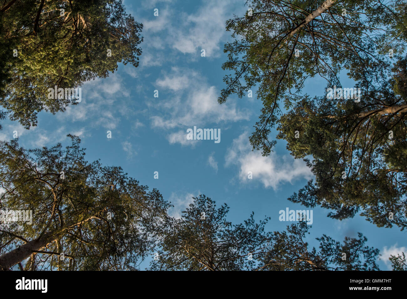 Tops trees blue sky clouds hi-res stock photography and images - Alamy