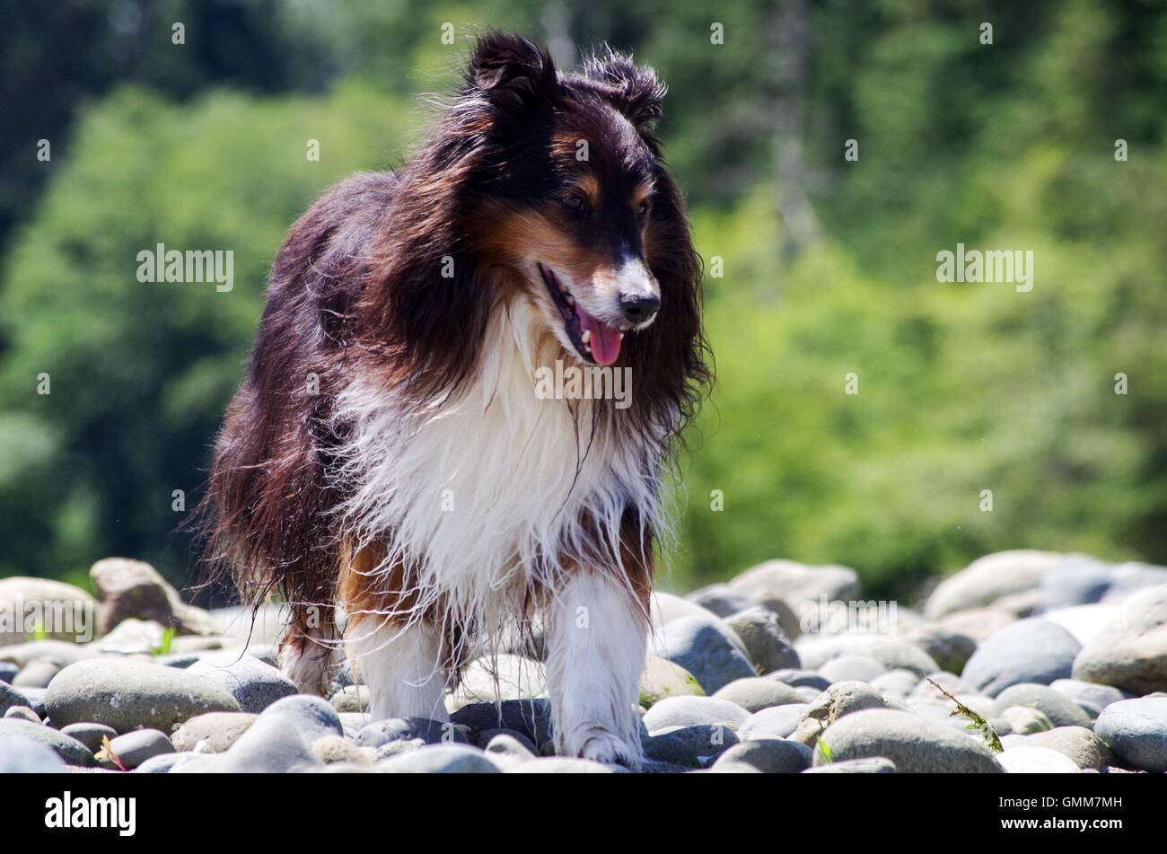 Shetland sheepdog and sheep hi-res stock photography and images - Alamy