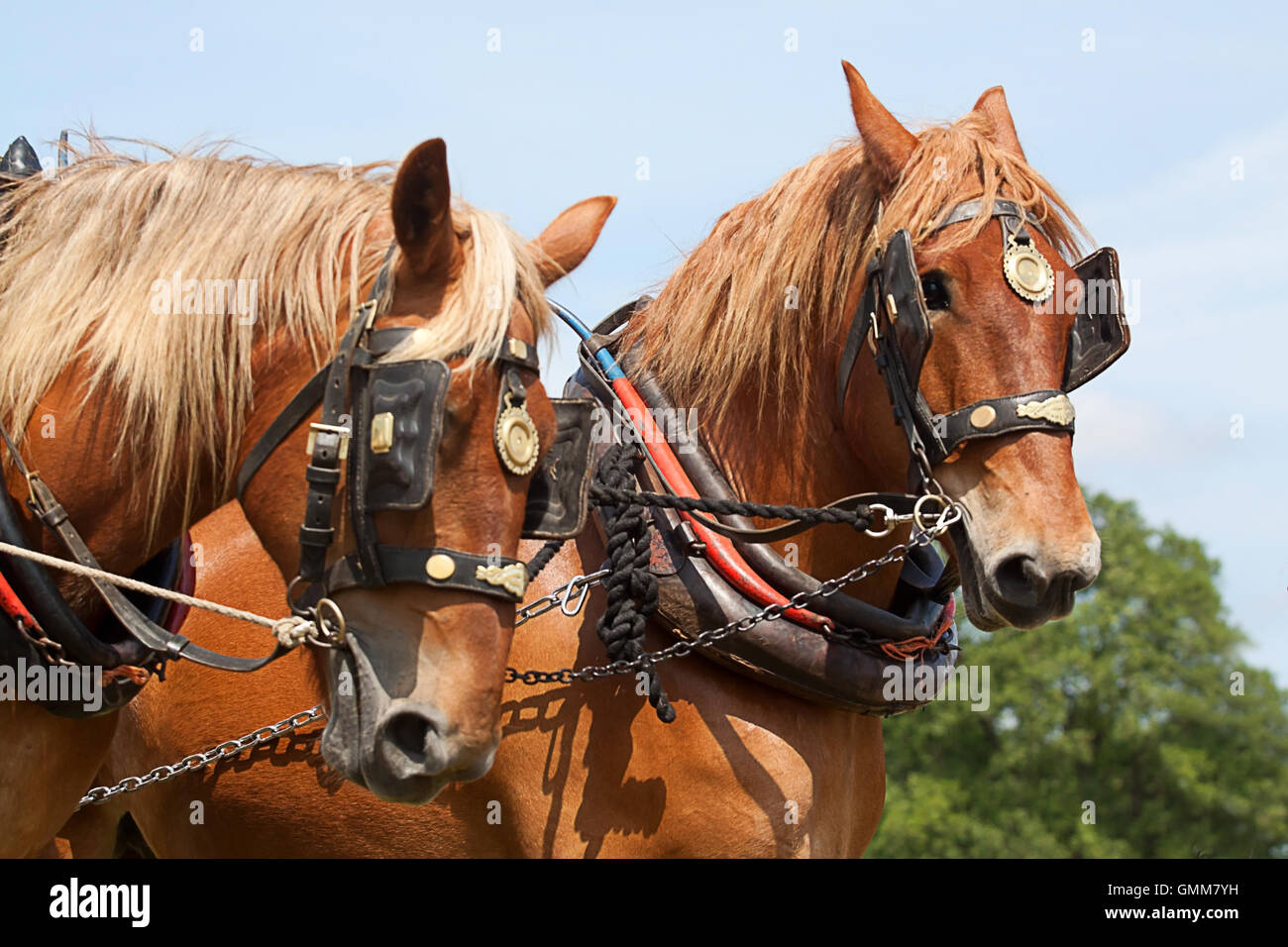 photo of a pair of working horse in full harness Stock Photo - Alamy