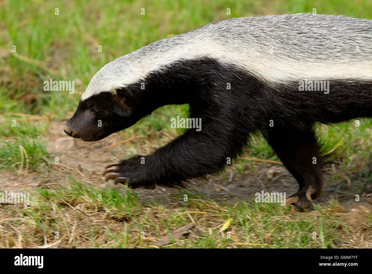 Indian Badger Stock Photos & Indian Badger Stock Images - Alamy