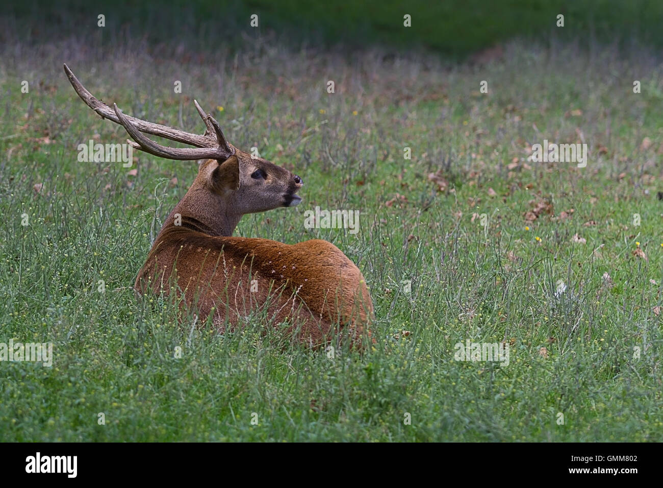 Sitting Stag High Resolution Stock Photography and Images - Alamy