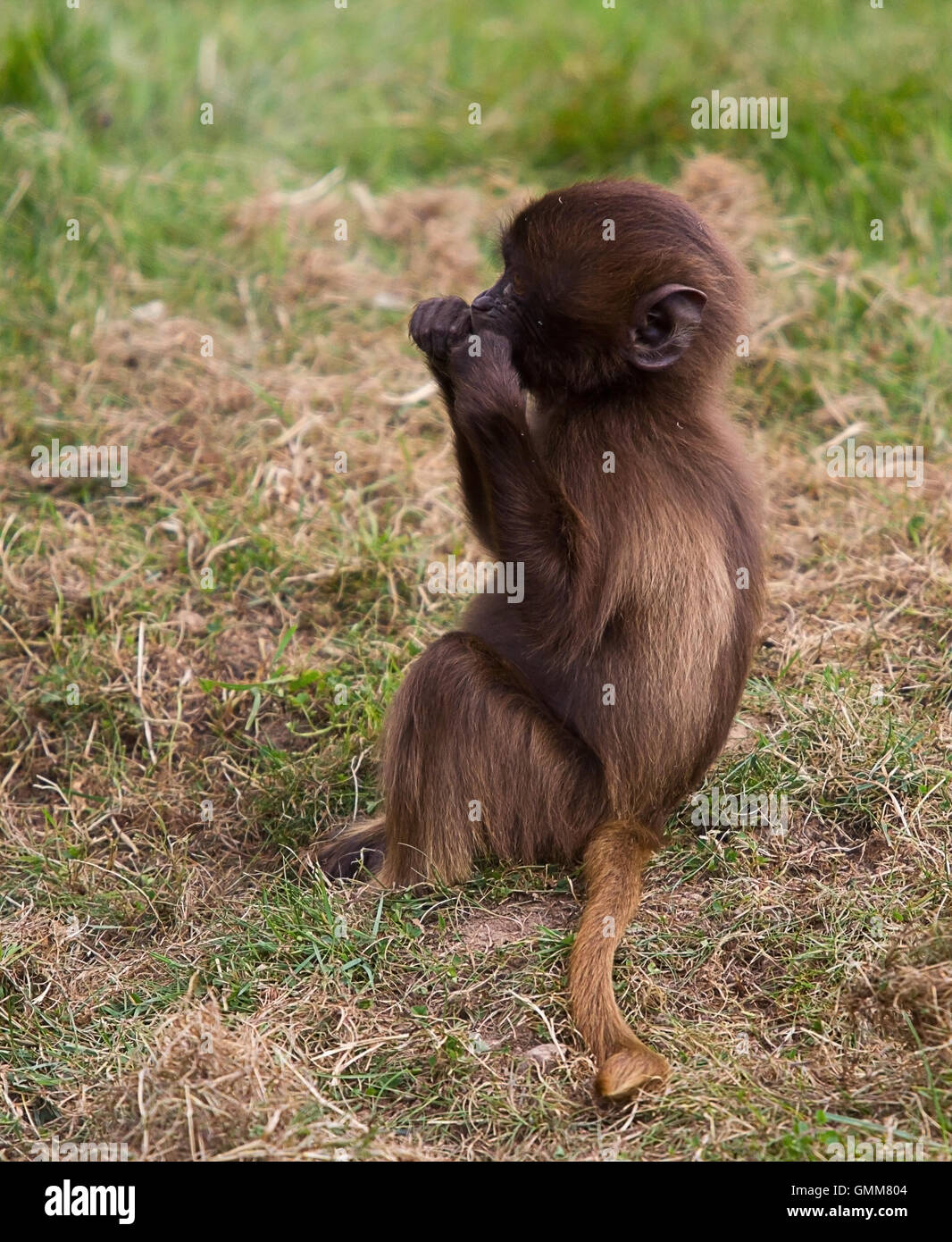Photo of a baby Gelada Baboon eating grass Stock Photo - Alamy