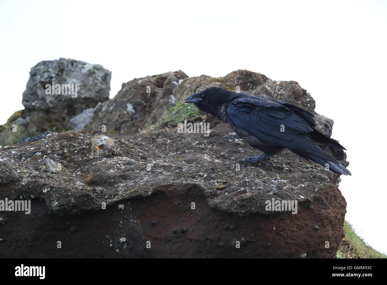 Common Raven Corvus corax Iceland Stock Photo - Alamy