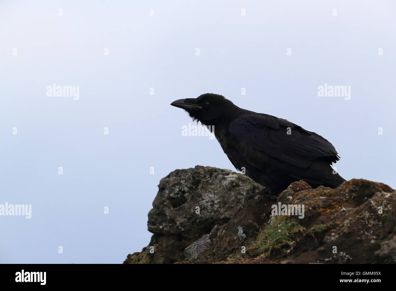 Common Raven Corvus corax Iceland Stock Photo - Alamy