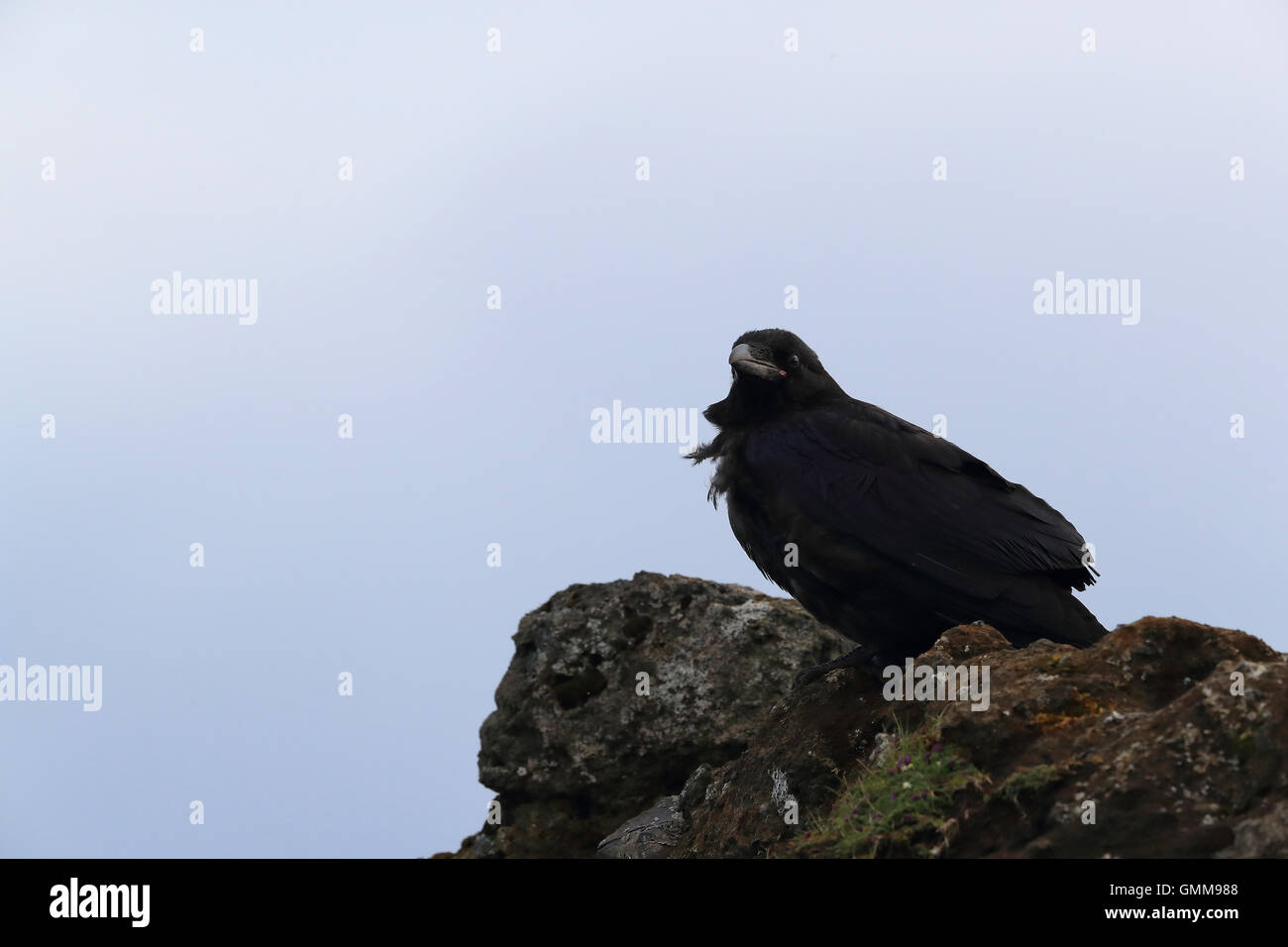 Common Raven Corvus corax Iceland Stock Photo - Alamy