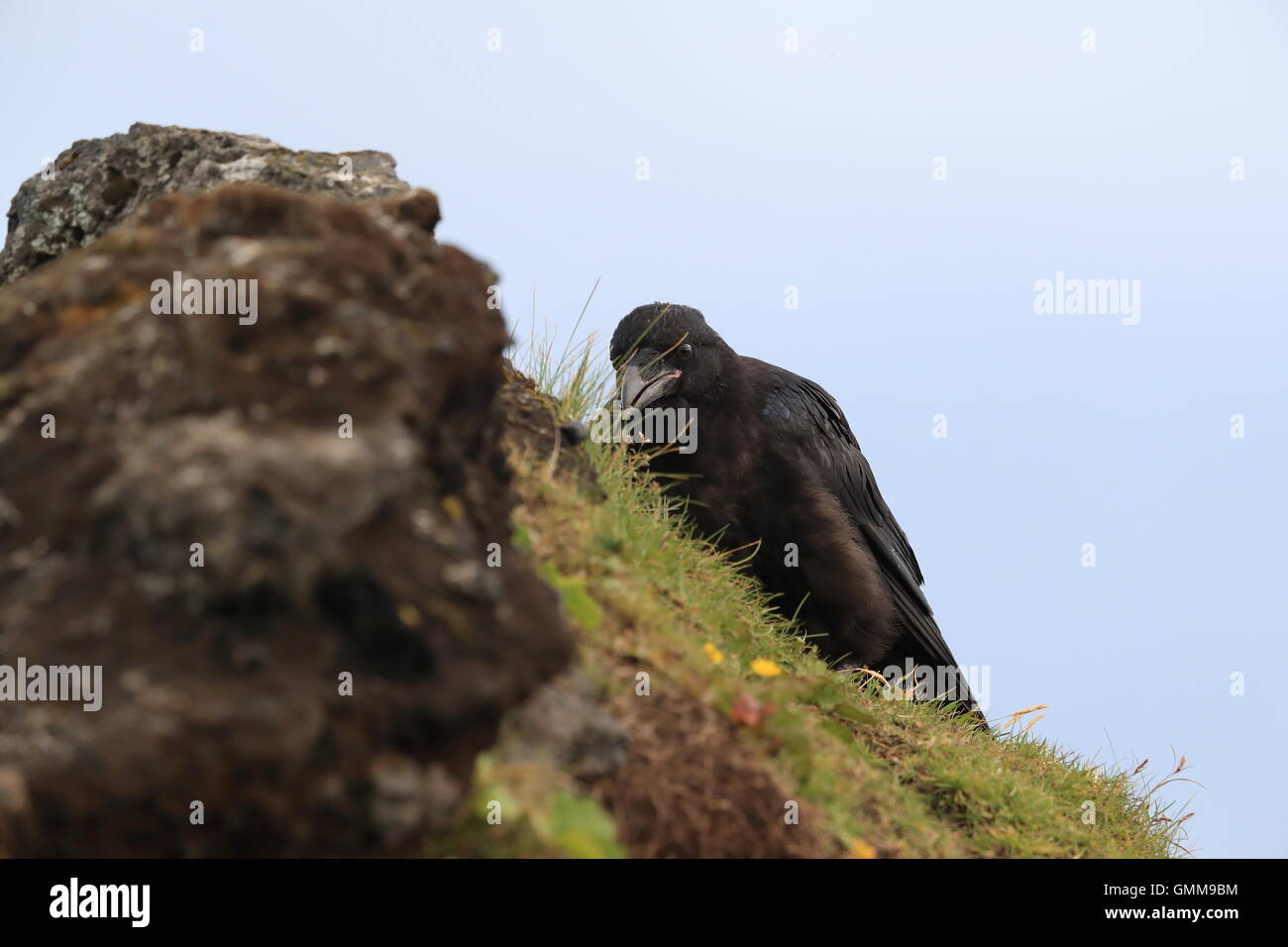Common Raven Corvus corax Iceland Stock Photo - Alamy