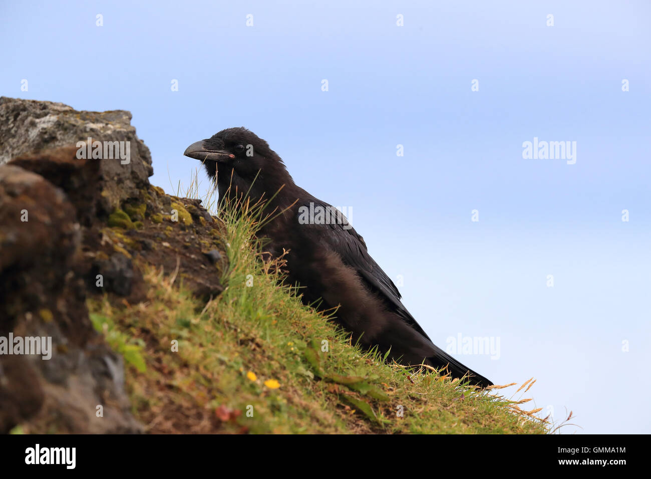Common Raven Corvus corax Iceland Stock Photo - Alamy
