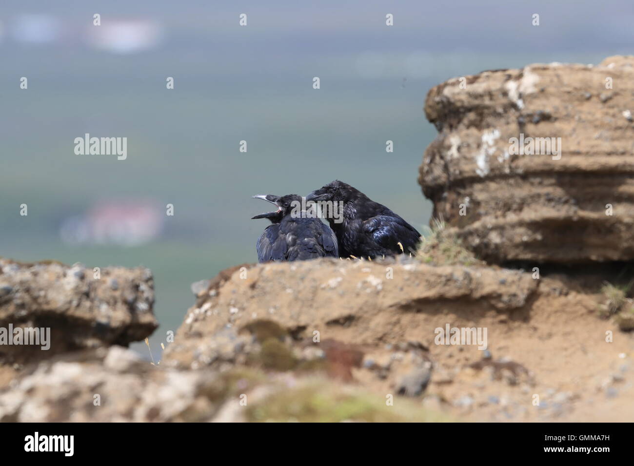 Common Raven Corvus corax Iceland Stock Photo - Alamy