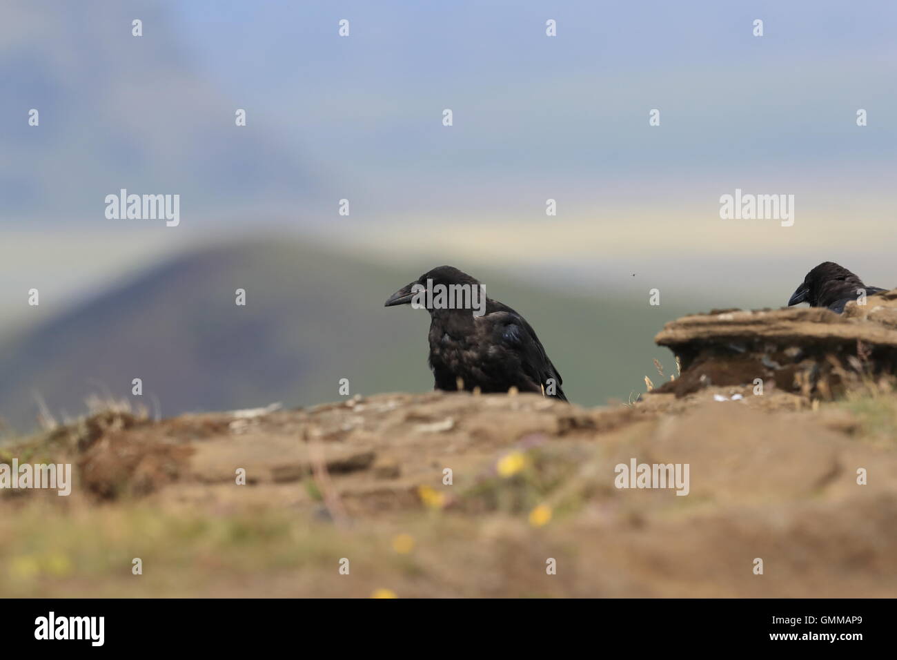 Common Raven Corvus corax Iceland Stock Photo - Alamy